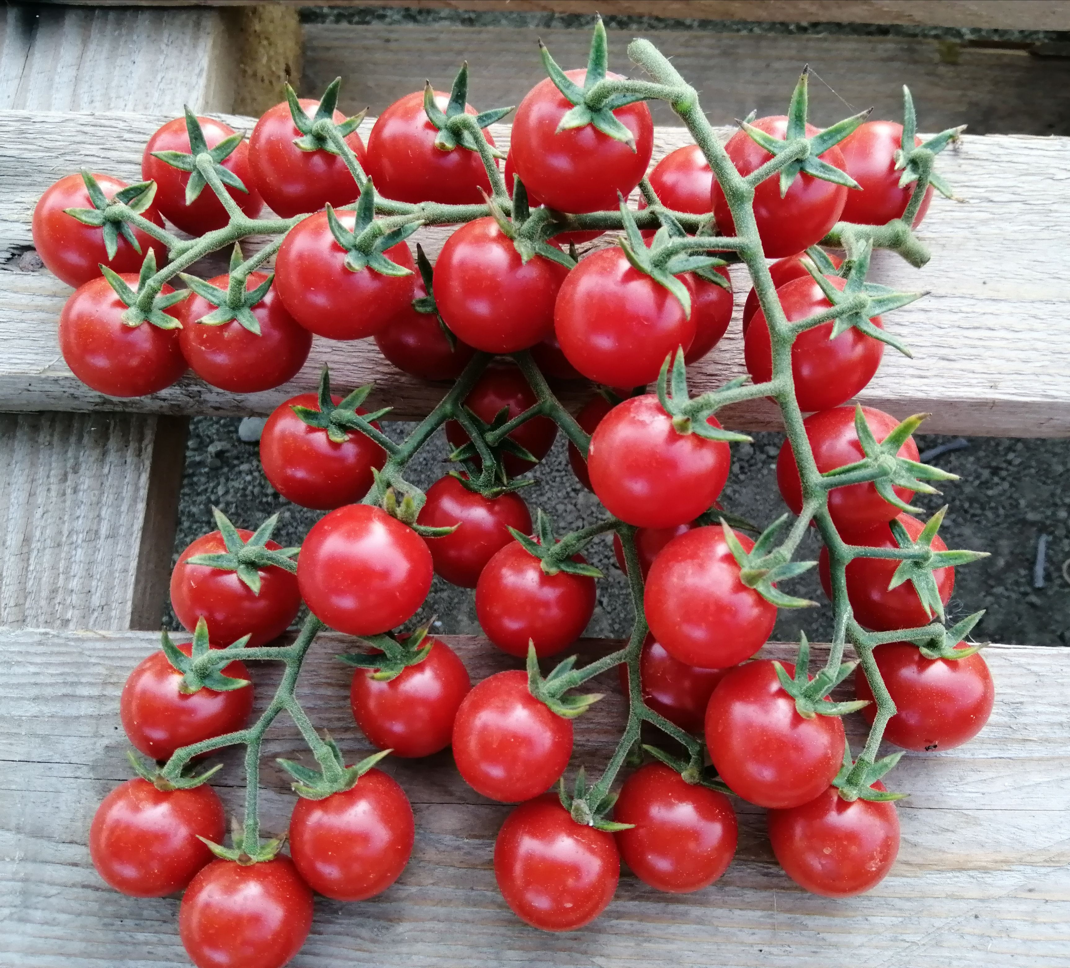 UG 014413 (Mini Cherry) F1 - Unigen Seeds España
